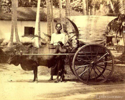 Native bullock hackery, late 1800's | Lankapura