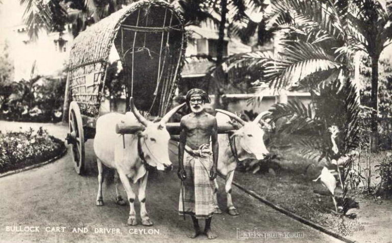 Bullock cart – common local transport – Lankapura